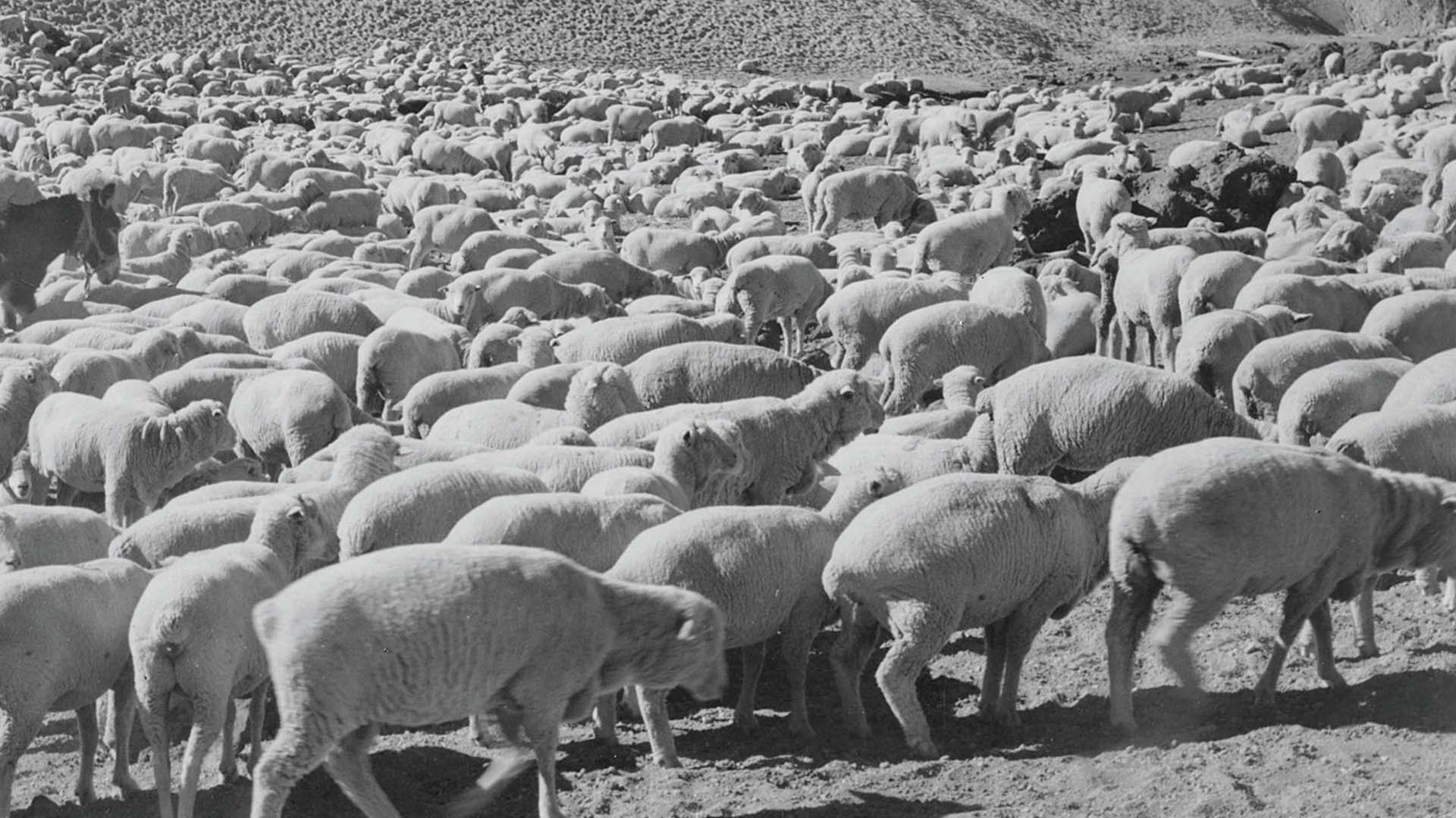 Le peuple de Christ | Ministère Ligonier